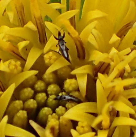 Tube-tailed Thrips from R323 on September 17, 2016 by Nicola van Berkel ...