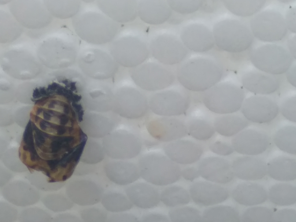 Winged and Once-winged Insects from Alangasi, Ecuador on September 20 ...