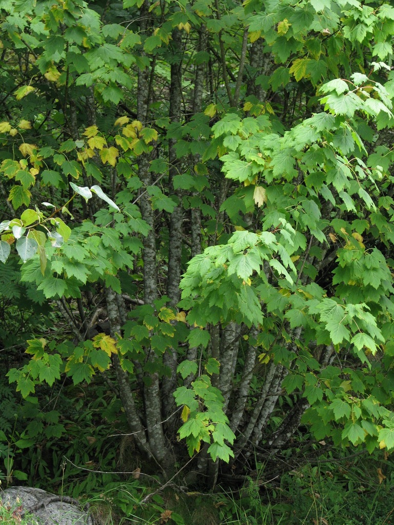 Rocky Mountain maple from Revelstoke, BC, Canada on August 11, 2008 at ...
