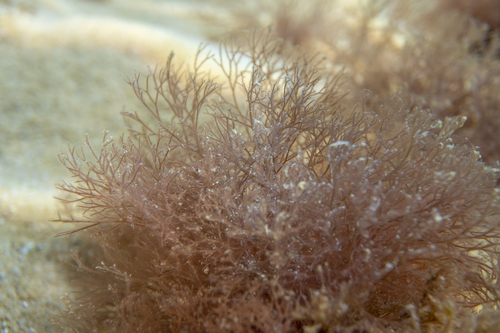 Ceramium excellens · iNaturalist