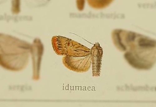 Rhiza idumaea · iNaturalist