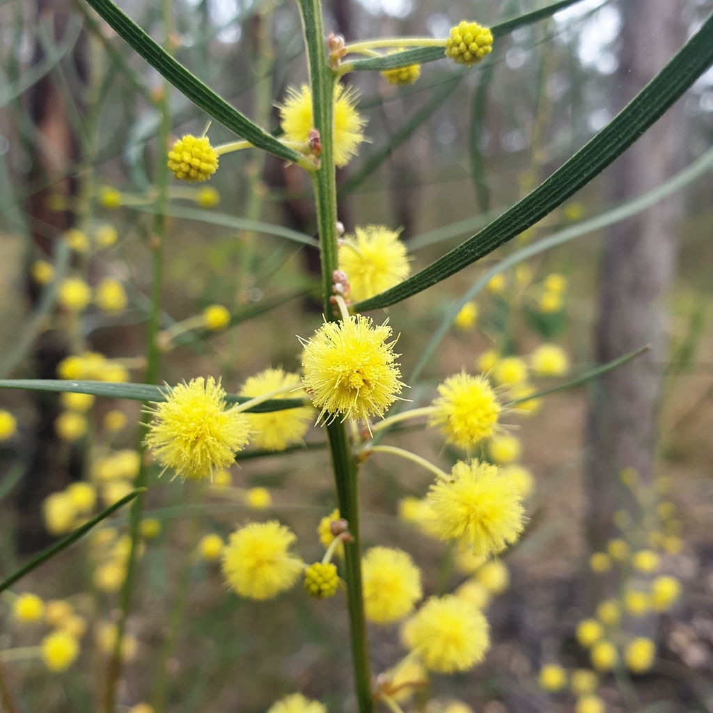 swamp wattle (Acacia elongata) - Botanical Realm