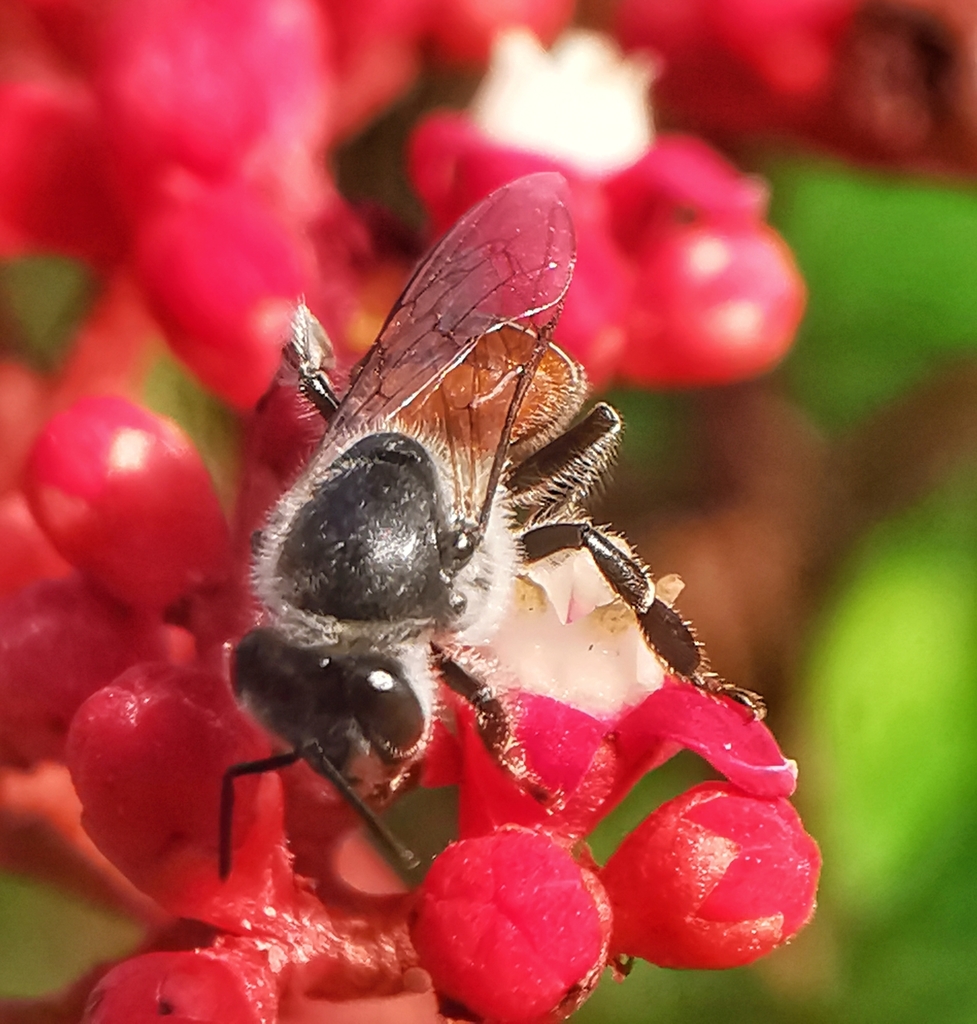 Red Dwarf Honey Bee from Opp Raffles Instn, Singapore on September 21 ...