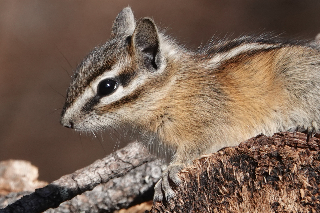 Yellow-pine Chipmunk (OREGON: Rogue Valley, Klamath Basin, Crater Lake ...