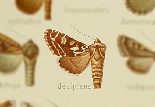 Eremobia decipiens · iNaturalist