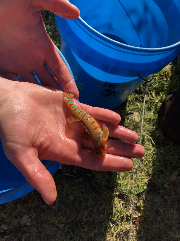 Candy Darter in October 2018 by hlieb · iNaturalist