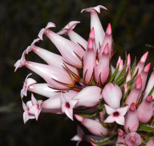 Wax Heath (Erica ventricosa) · iNaturalist United Kingdom