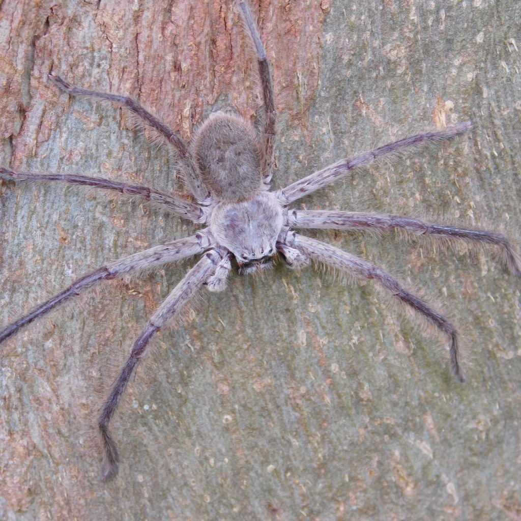 Grey Huntsman from Auckland, New Zealand on September 21, 2021 at 12:13 ...