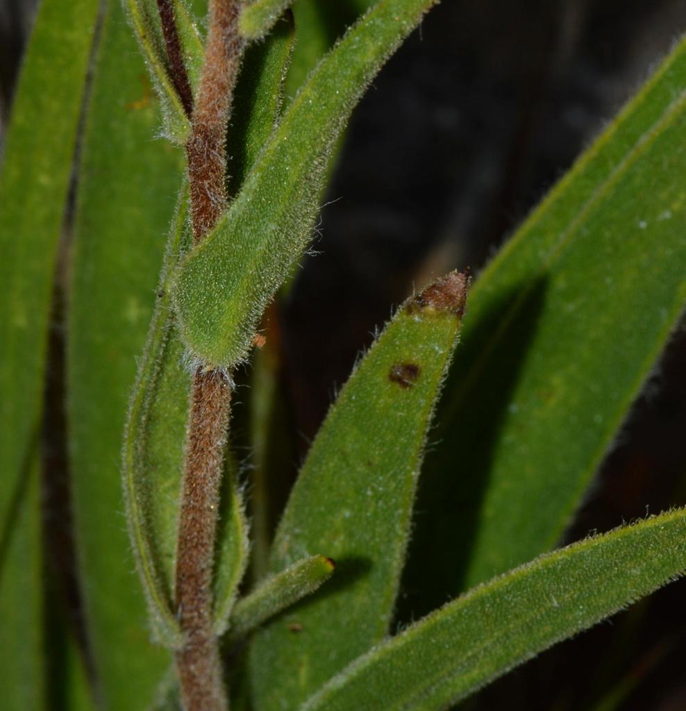 Hairy Plampers (Corymbium villosum) - Botanical Realm