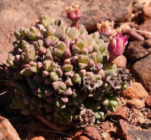 Antimima brevicarpa · iNaturalist