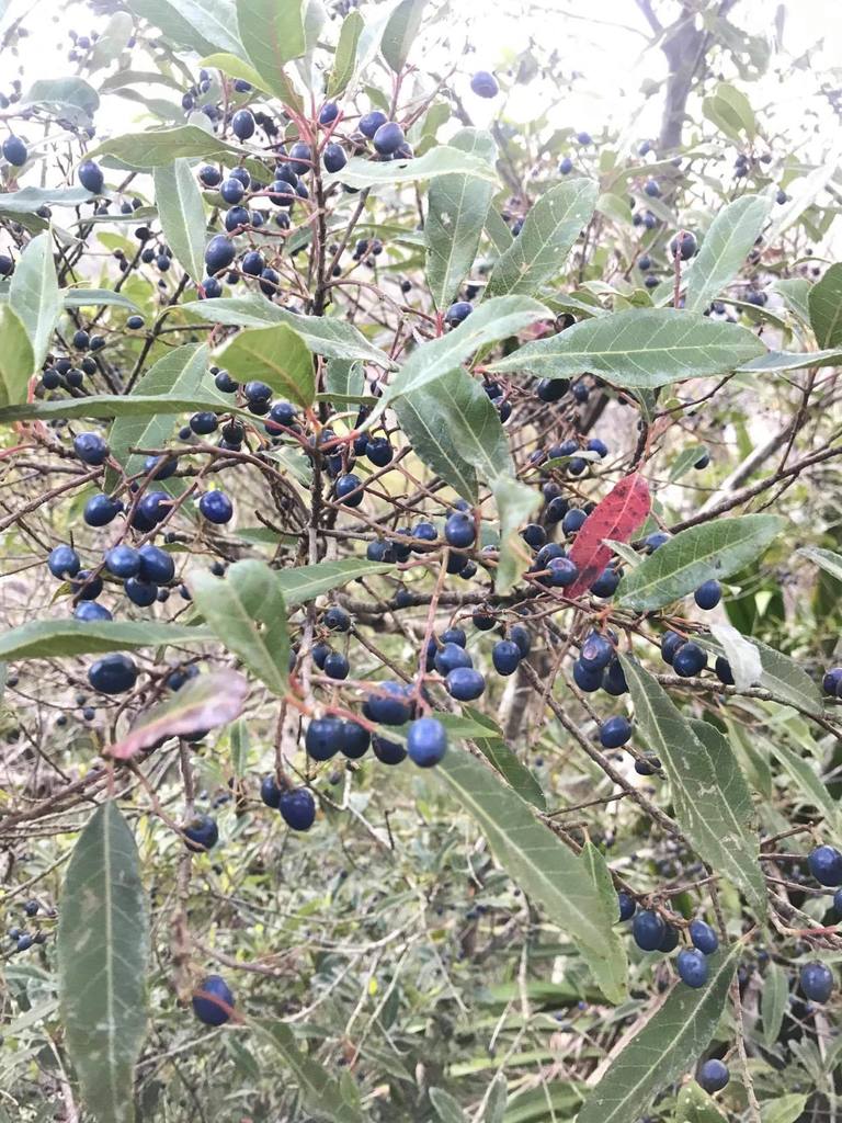 Blueberry ash from Stanwell Tops NSW 2508, Australia on September 02 ...