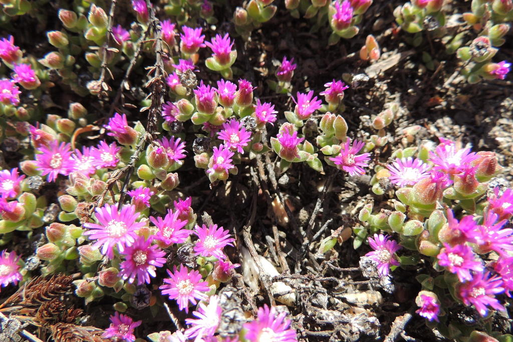 Drosanthemum capillare from Langeberg Mountain Survey: 12BTN: Barrydale ...