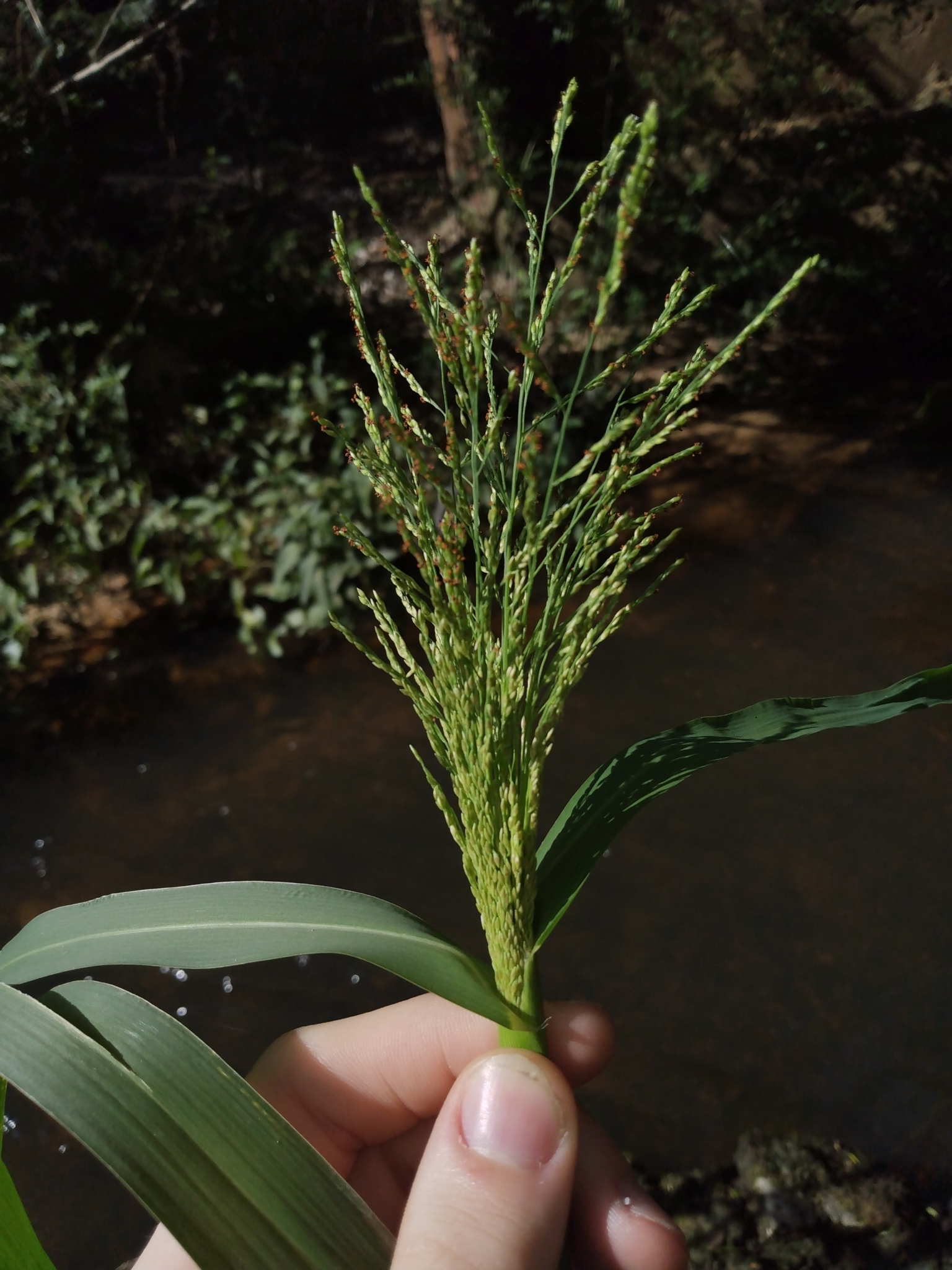 Panicum dichotomiflorum subsp. dichotomiflorum