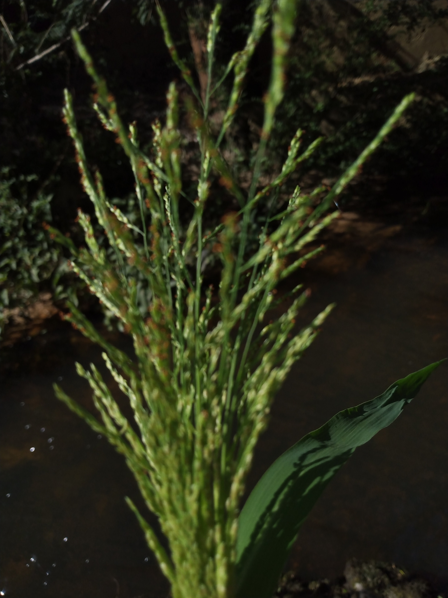 Panicum dichotomiflorum subsp. dichotomiflorum