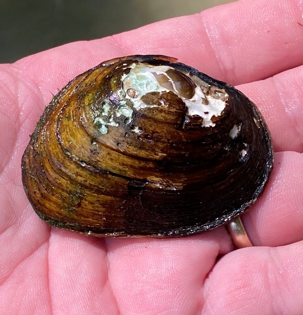 Tennessee Pigtoe from Estill Fork, Holland Cove, Jackson County, AL ...