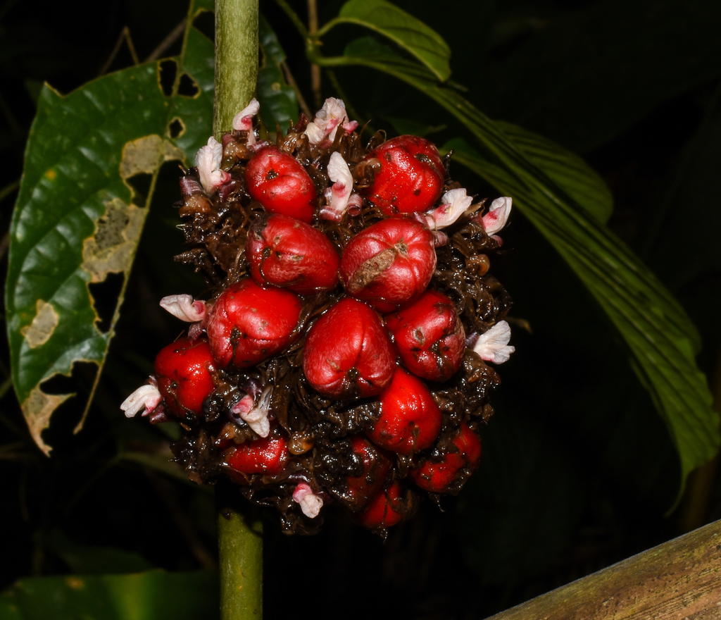 Phrynium pubinerve from Dosdewa Khasi Village, Katamoni,788728, Assam ...