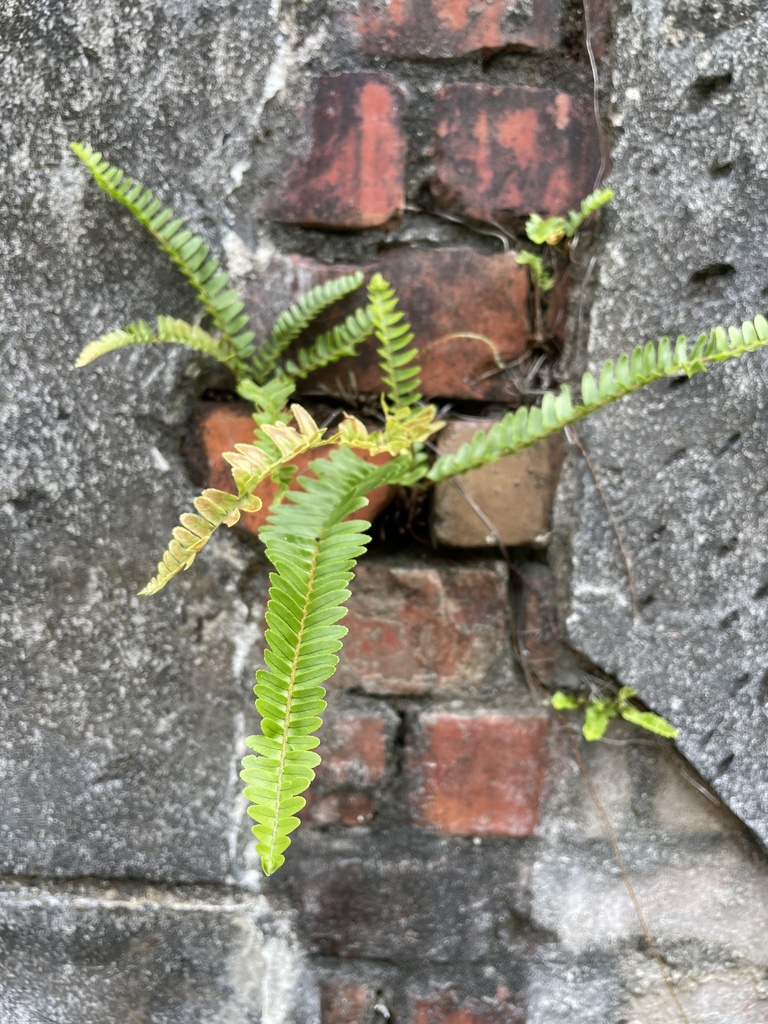 Fishbone Fern (Wilderness Square, Alien Invasive and Weed Species ...