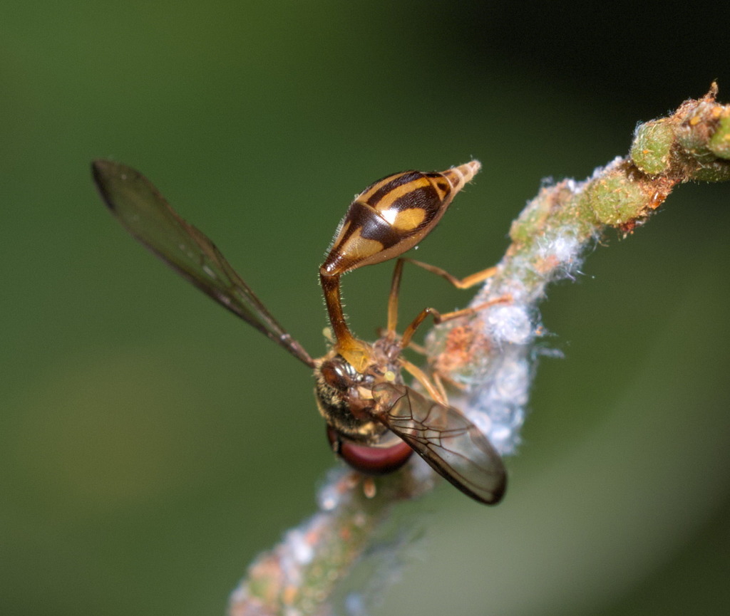 Allobaccha apicalis from Kadoorie Farm, Hong Kong on November 2, 2017 ...