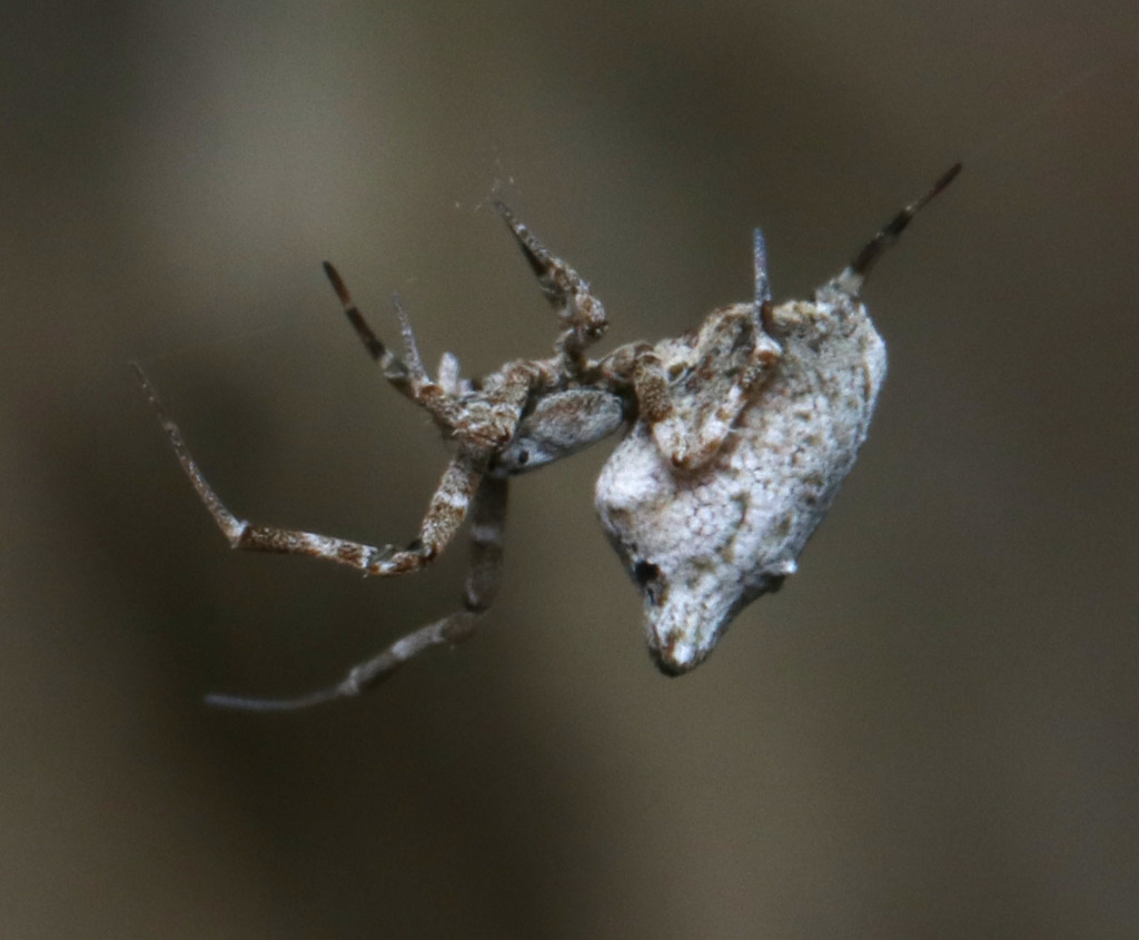 Social House Spider in September 2021 by juliegraham173 · iNaturalist