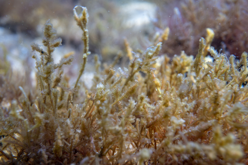 Chondria hieroglyphica · iNaturalist Mexico