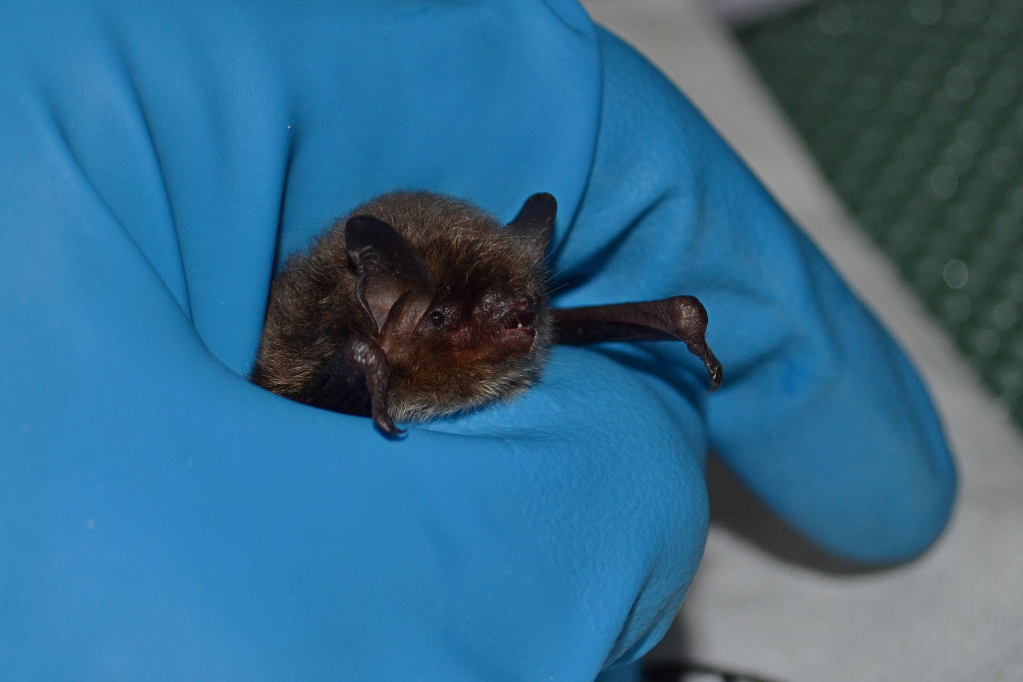 Myotis ikonnikovi Ognev, 1912