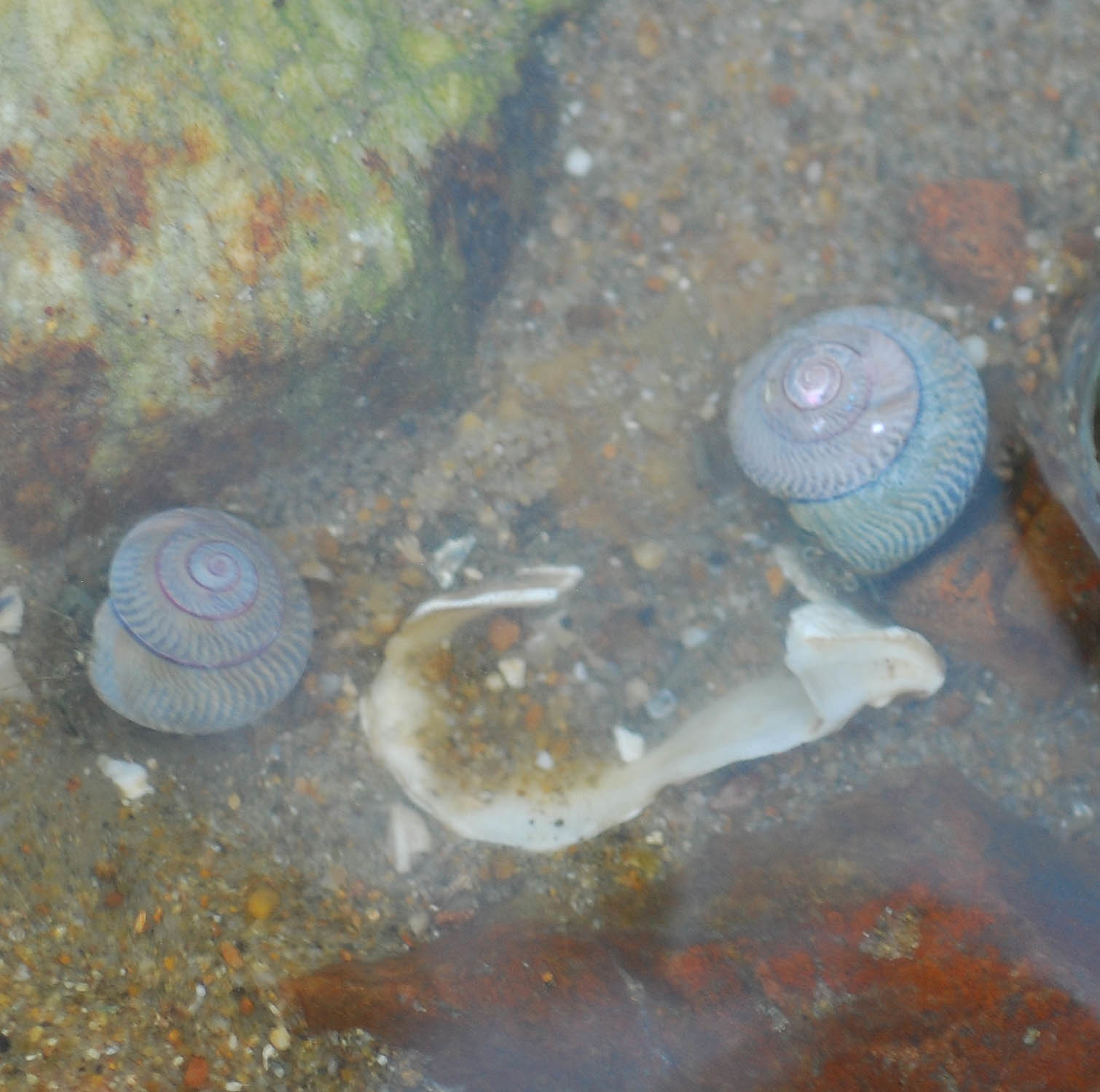 Umbonium thomasi (Crosse, 1863)