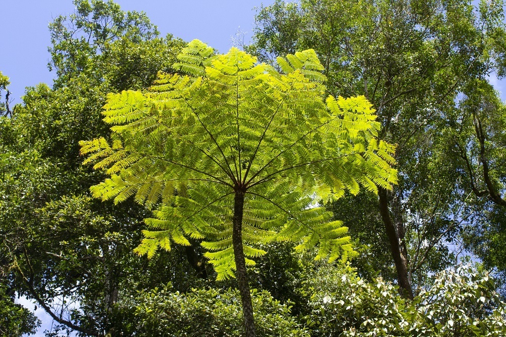 scaly tree ferns from Mount Hypipamee NP, QLD on September 14, 2014 by ...