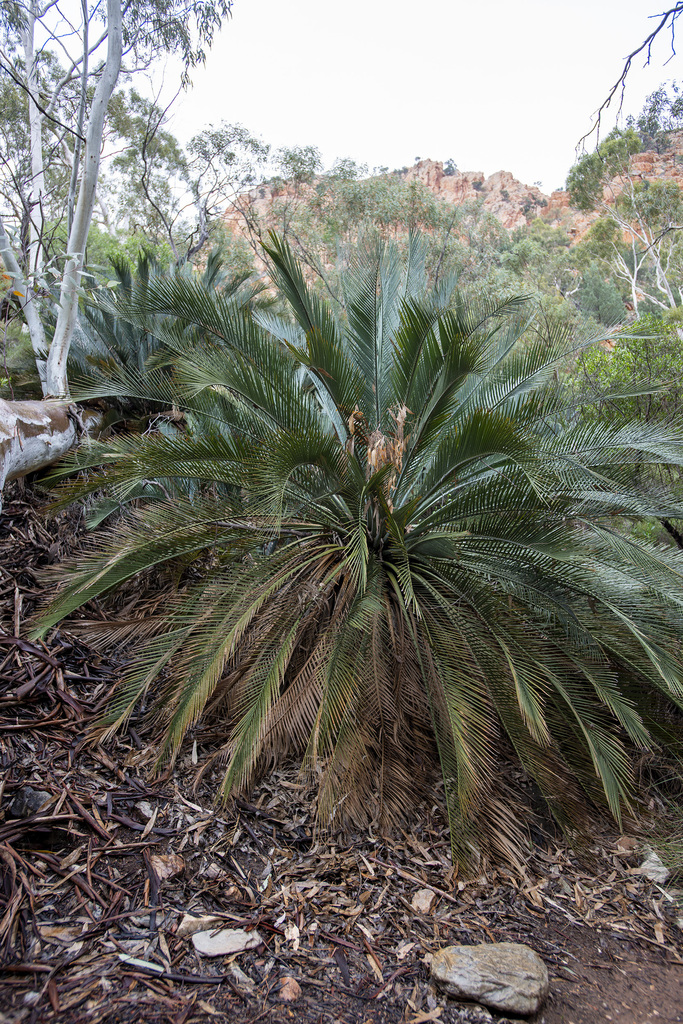 MacDonnell Ranges Cycad from Mount Zeil NT 0872, Australia on July 14 ...