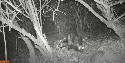 Asian Palm Civet from F36F+8QH, Budhan, Azad Jammu and Kashmir on June ...