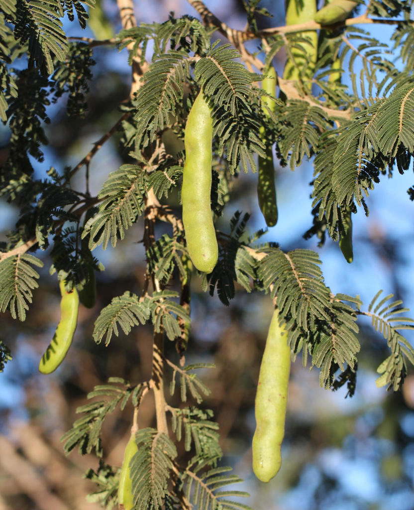 Paperbark Thorn (Vachellia sieberiana) - Botanical Realm