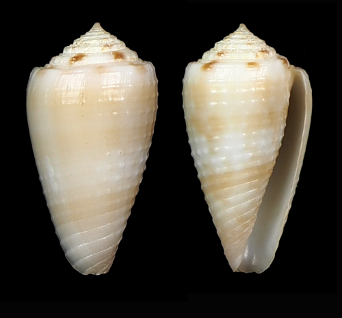 Conus athenae · iNaturalist