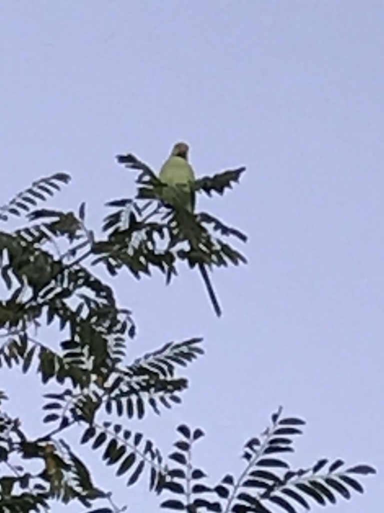 Rose-ringed Parakeet from São Miguel Island, Ponta Delgada, Azores, PT ...