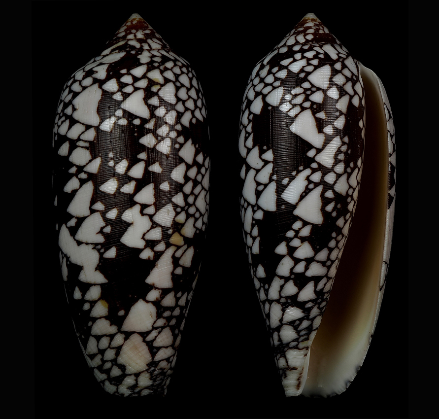 Conus aulicus Linnaeus, 1758