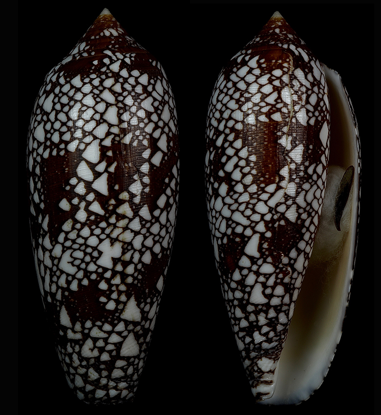 Conus aulicus Linnaeus, 1758