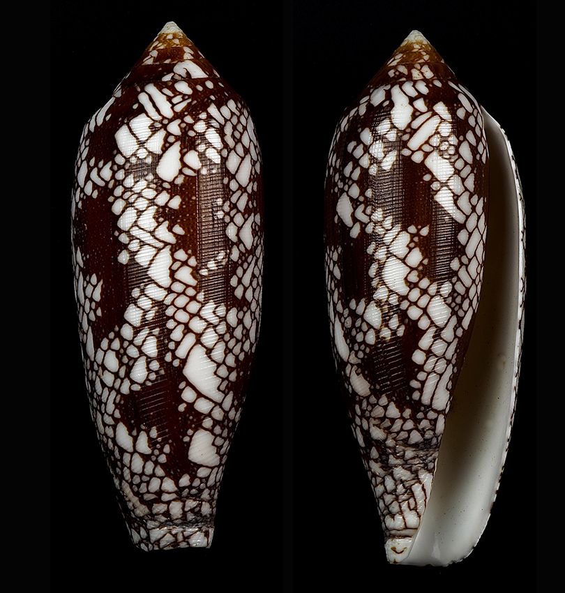 Conus aulicus Linnaeus, 1758