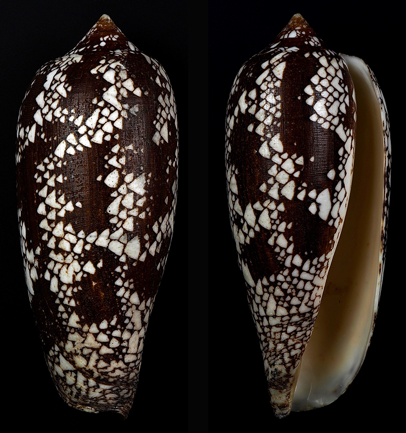Conus aulicus Linnaeus, 1758