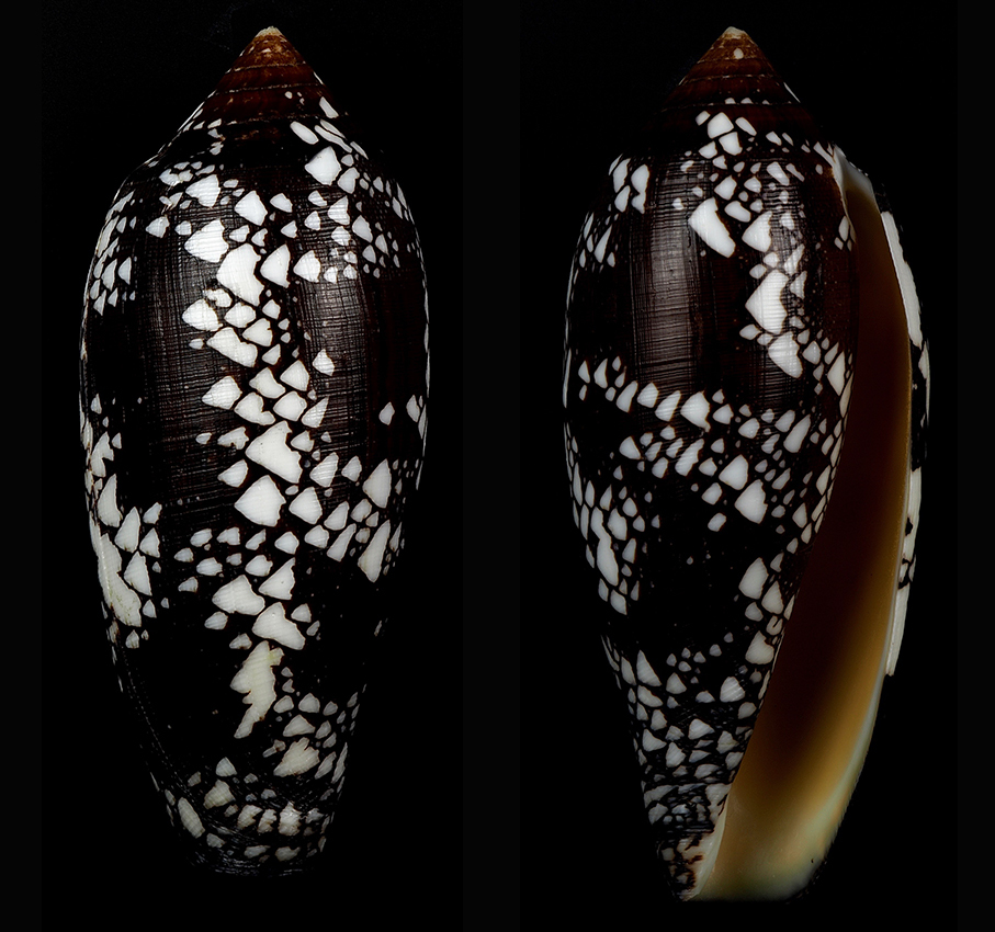 Conus aulicus Linnaeus, 1758