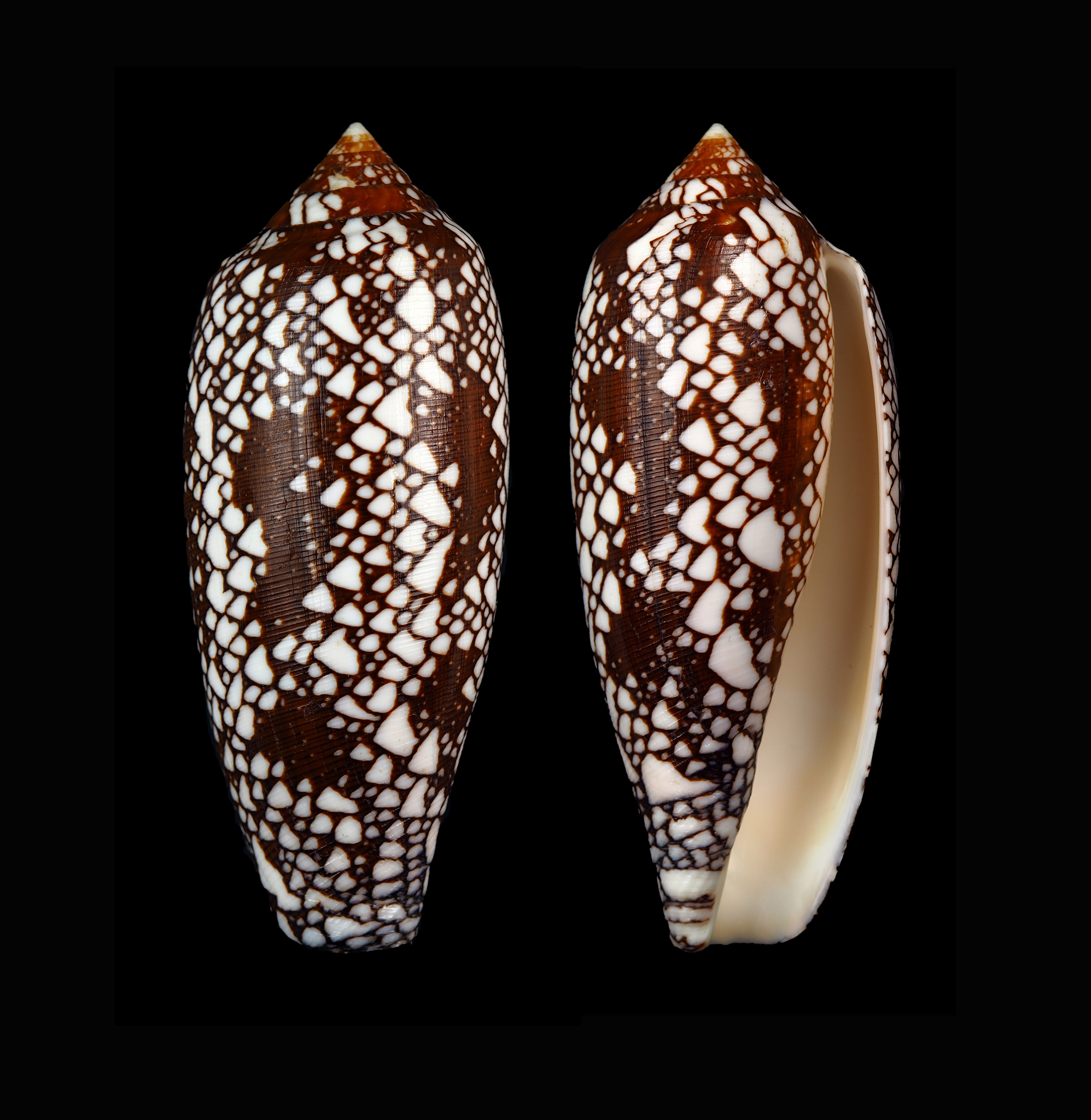 Conus aulicus Linnaeus, 1758