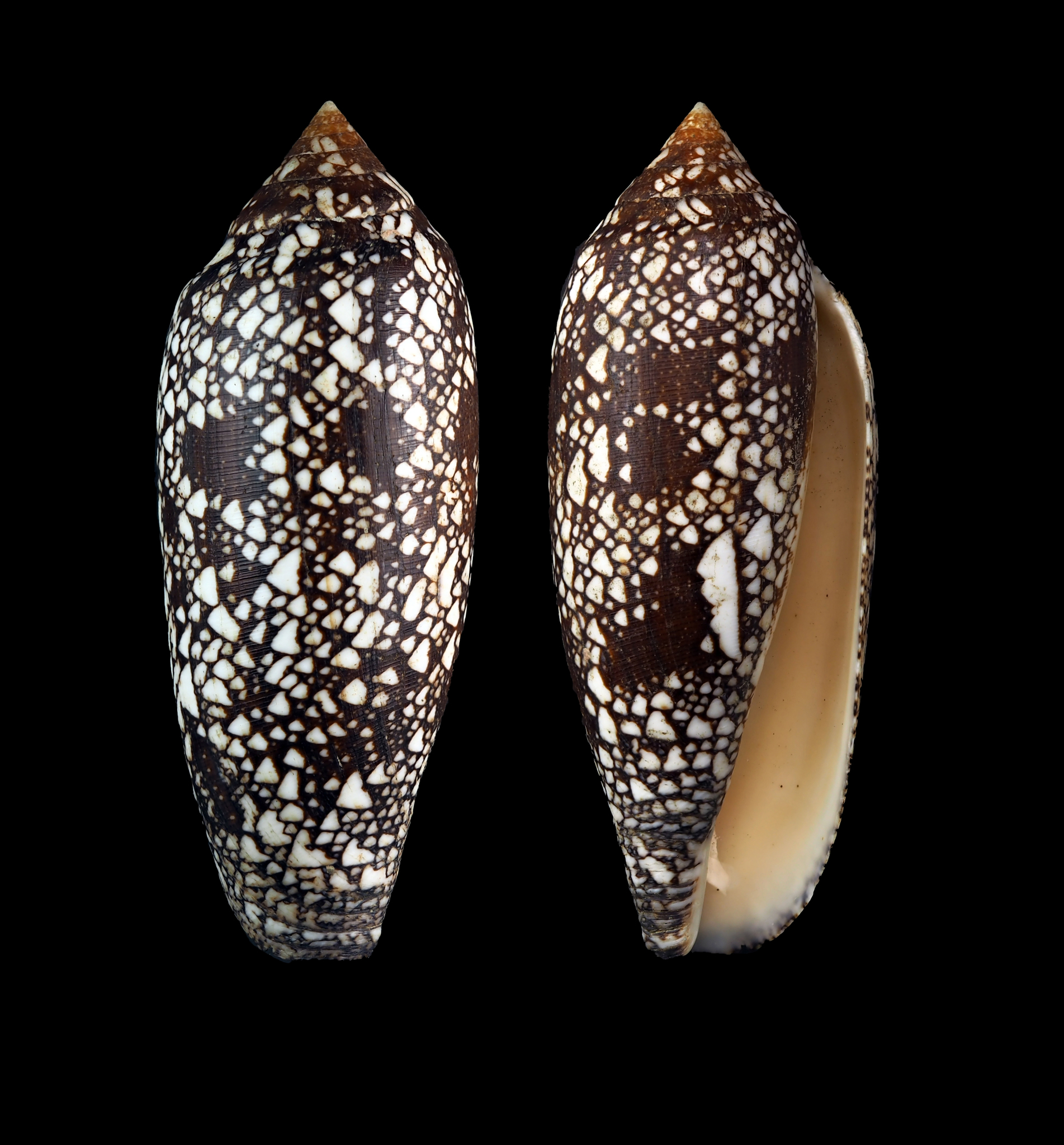 Conus aulicus Linnaeus, 1758