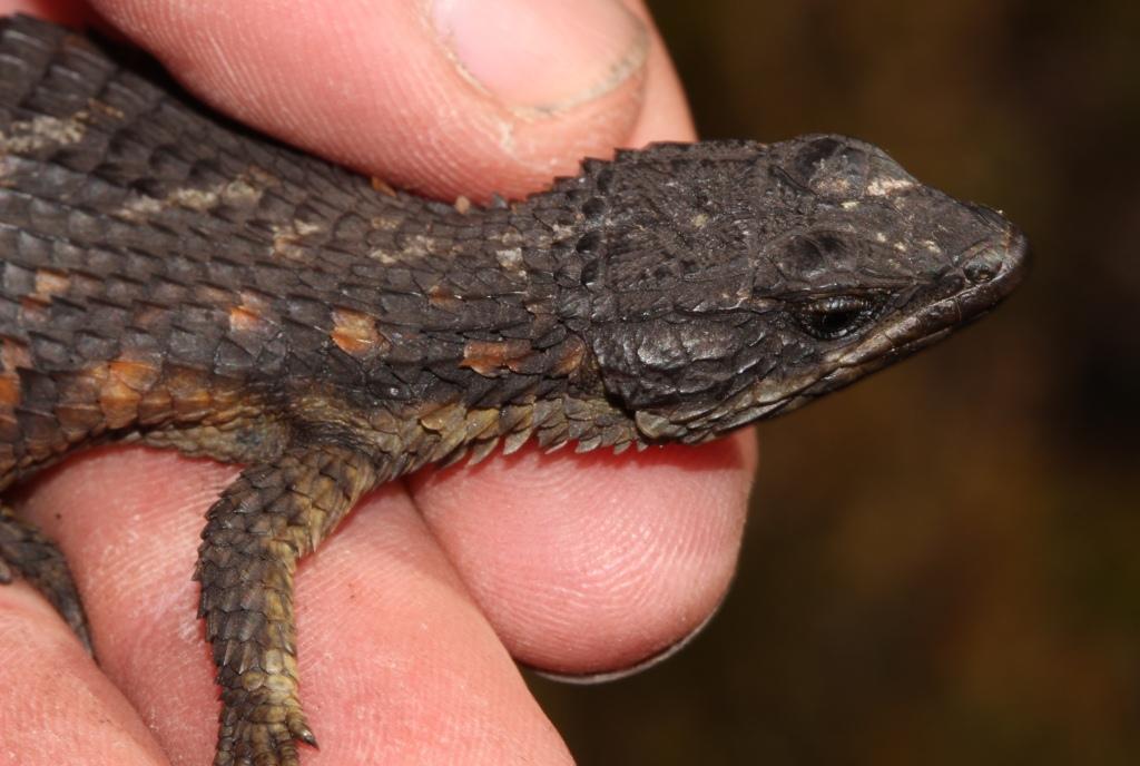 Oelofsen’s Girdled Lizard from Kogelberg on October 10, 2016 by Alex ...