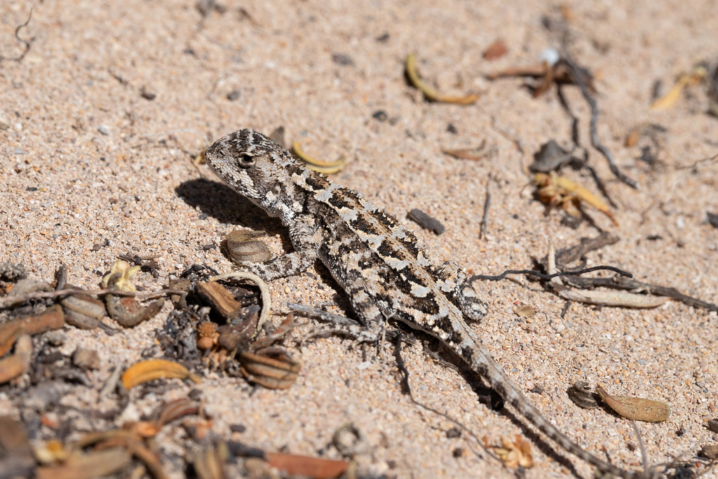 Southern Heath Dragon from Inneston SA 5577, Australia on September 15 ...