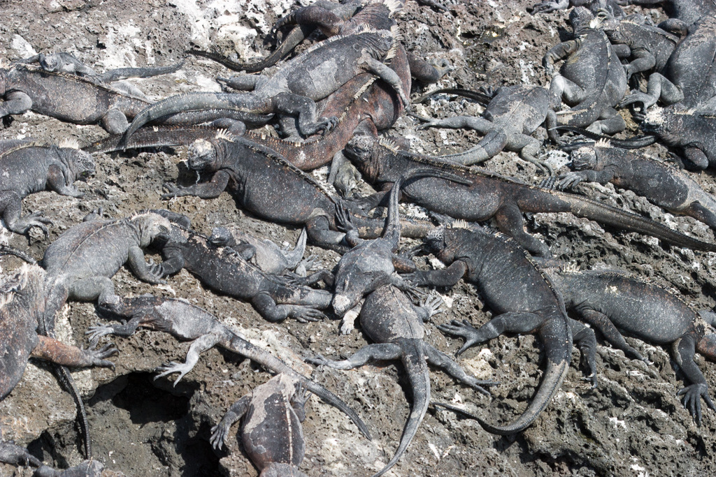 Santiago Marine Iguana in July 2003 by Greg Lasley. Marine Iguana ...