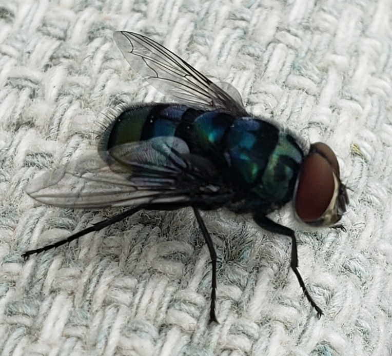 Chrysomya chloropyga (Wiedemann, 1818)