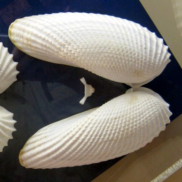 Angelwing (North carolina marine molluscs) · iNaturalist