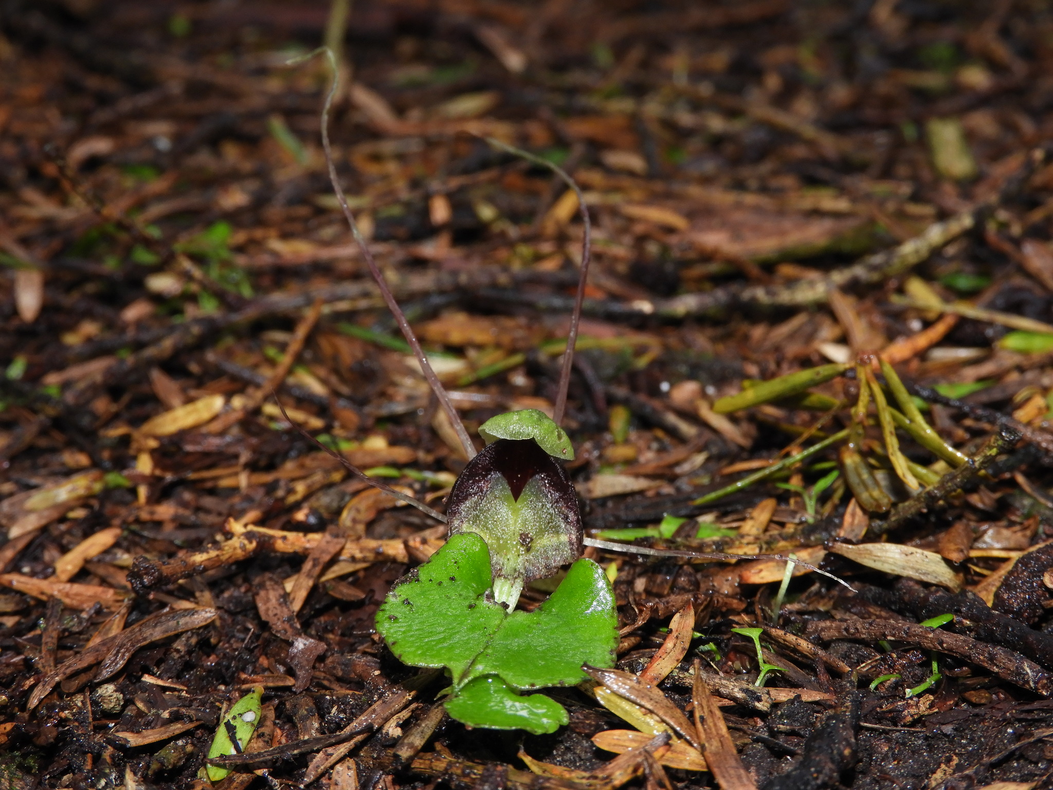 Corybas trilobus (Hook.f.) Rchb.f.