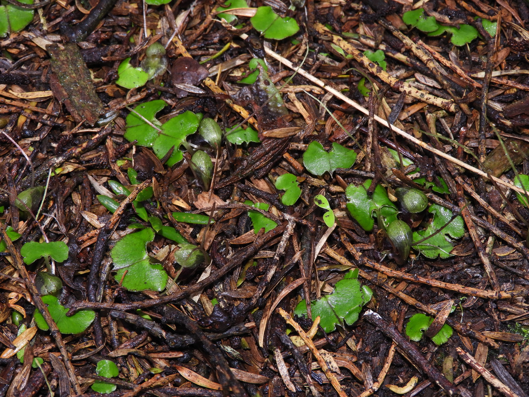 Corybas trilobus (Hook.f.) Rchb.f.