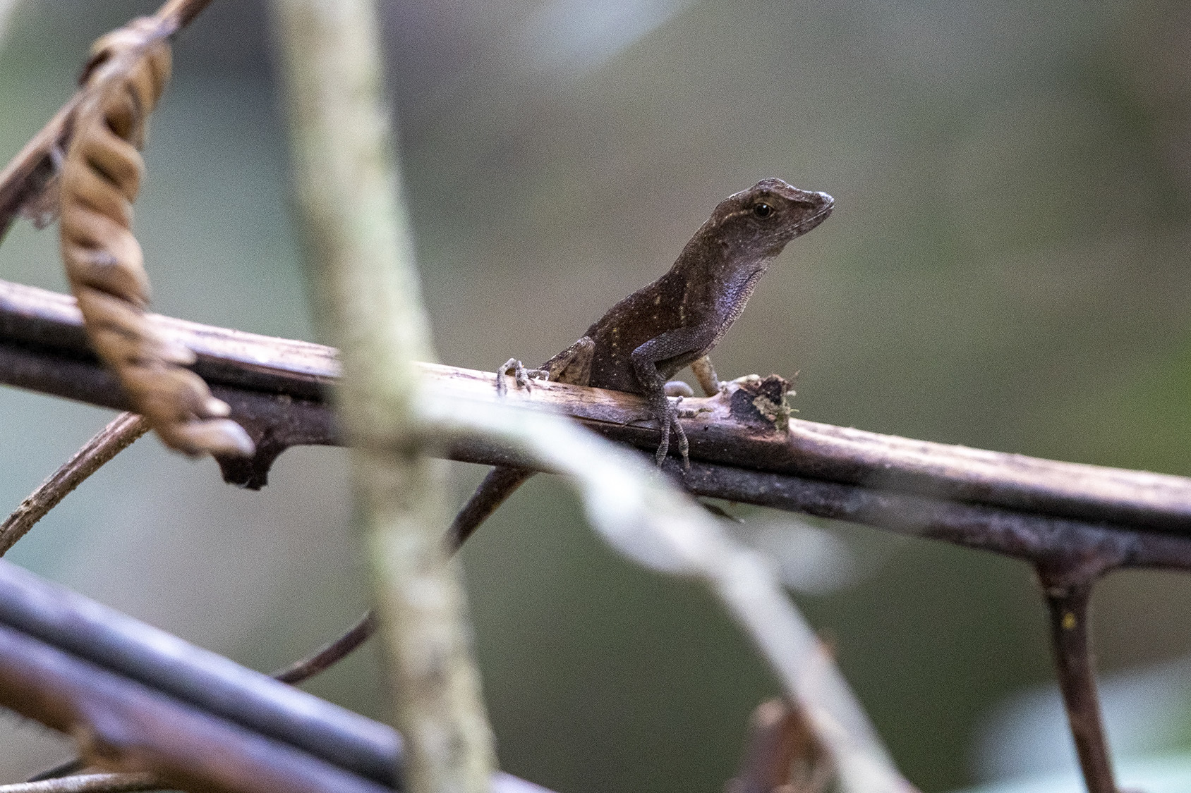 Anolis cobanensis Stuart, 1942