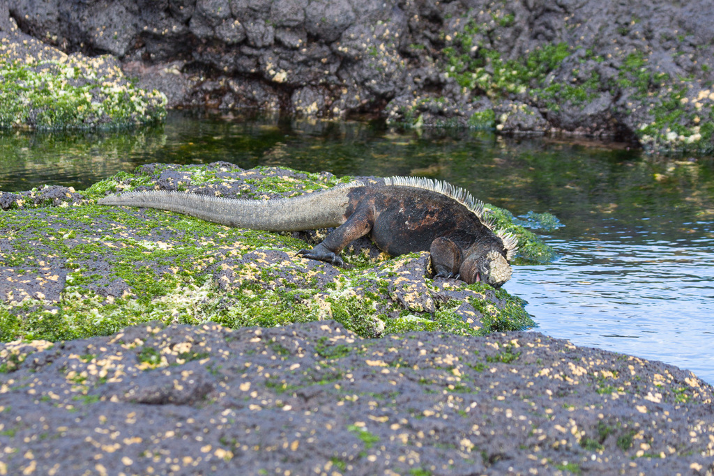Santiago Marine Iguana in July 2007 by Greg Lasley. Marine Iguana ...