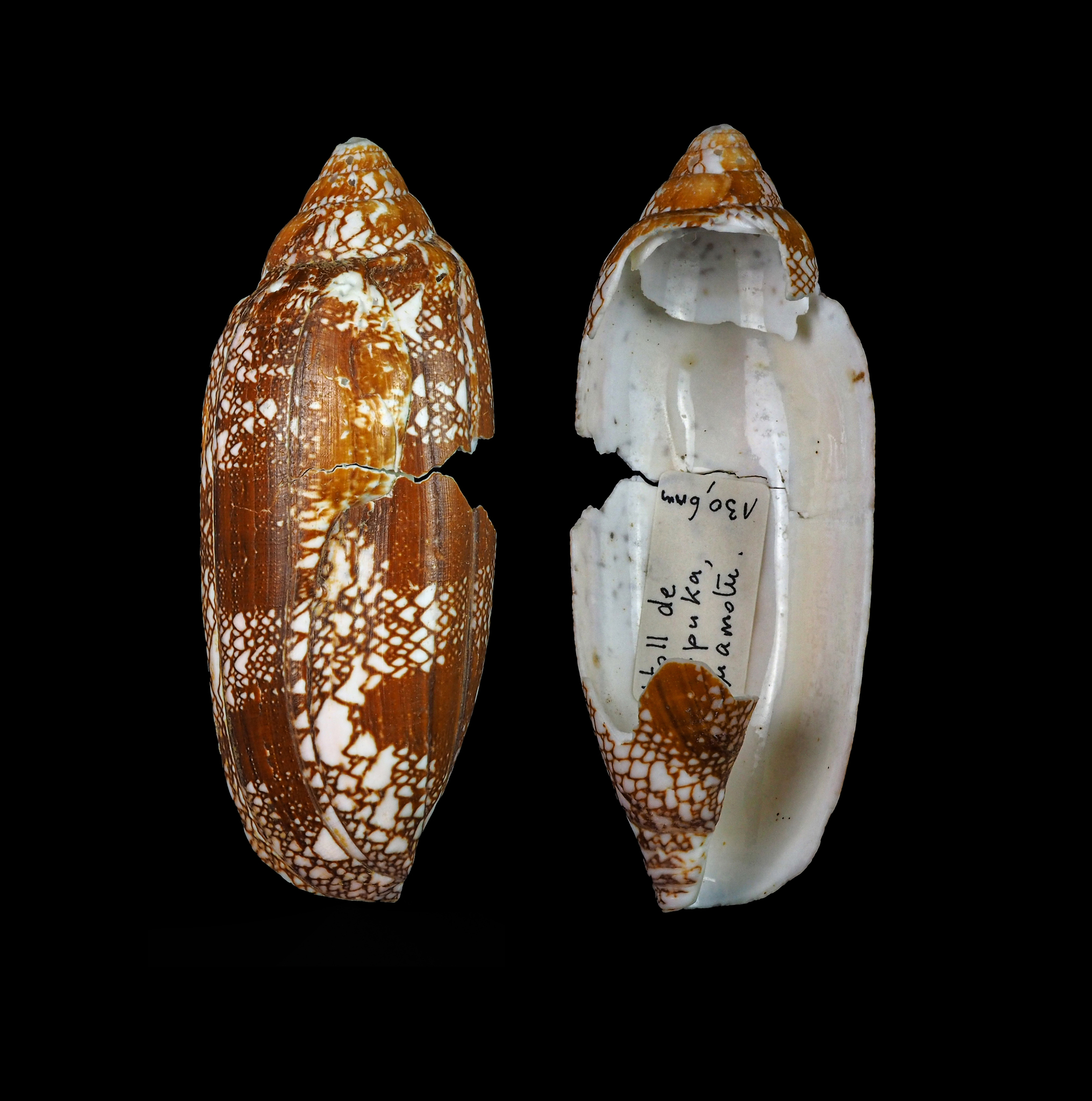Conus auratinus da Motta, 1982