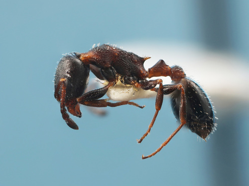 Temnothorax gallae · iNaturalist